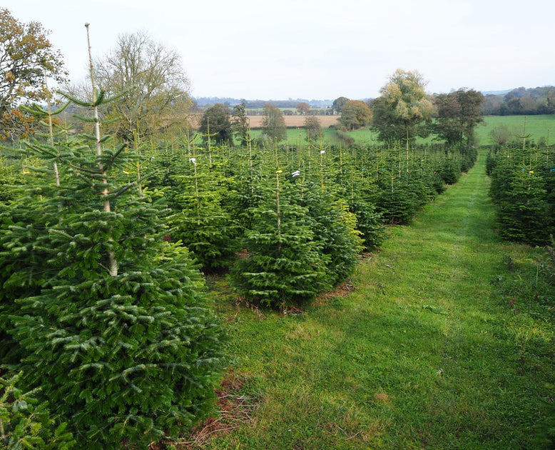 Nordman Christmas Tree 8-9ft – Country Gardener
